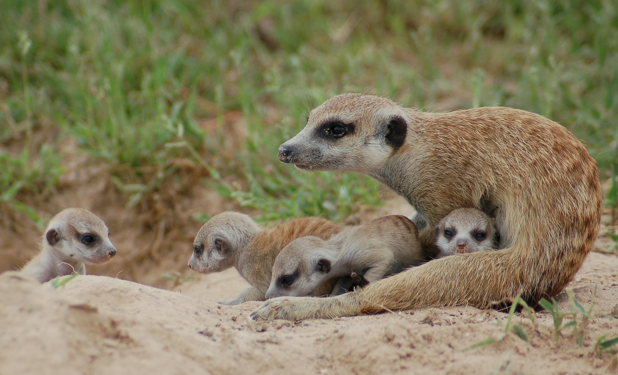 Image 36 – Kalahari Meerkat Project