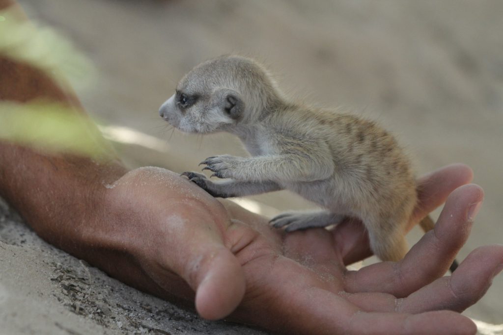 Volunteering – Kalahari Meerkat Project
