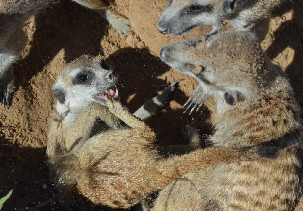 Do you wish to follow the stories of the other meerkat groups at the ...